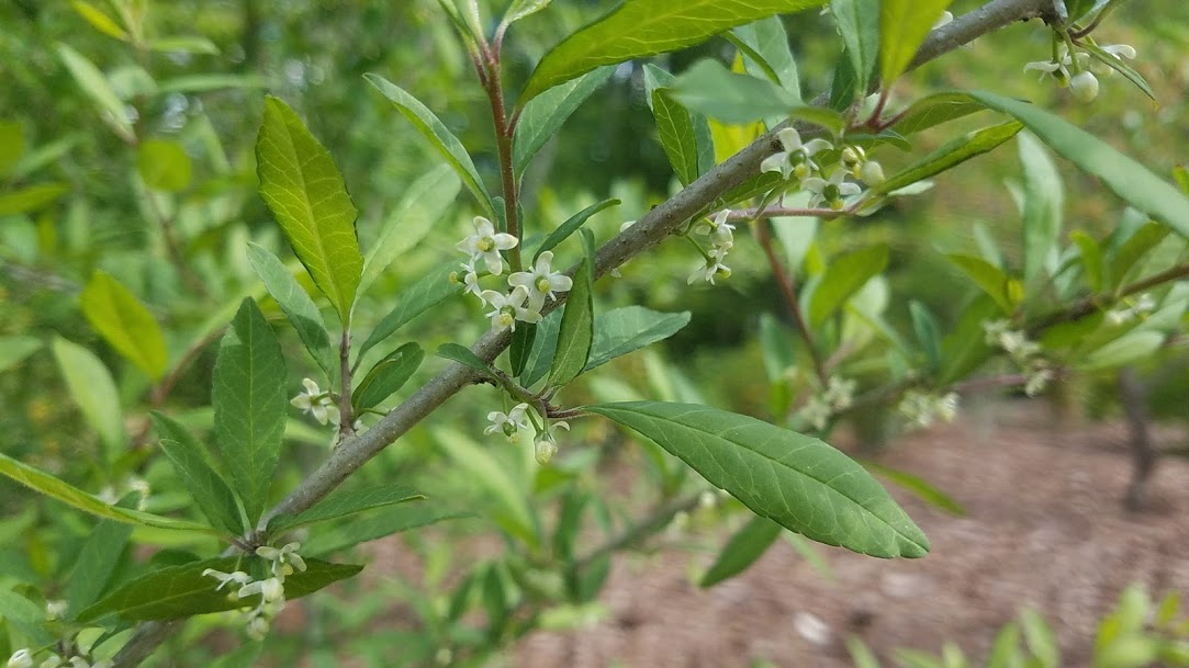Deciduous Holly – Forsyth Audubon Society