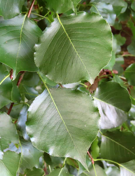 Bradford Pear – Forsyth Audubon Society