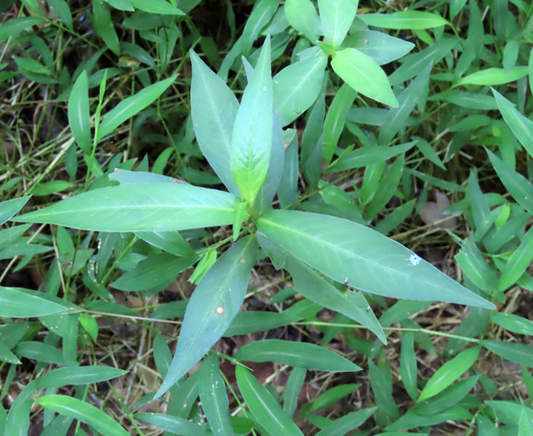 Japanese Stilt-grass – Forsyth Audubon Society
