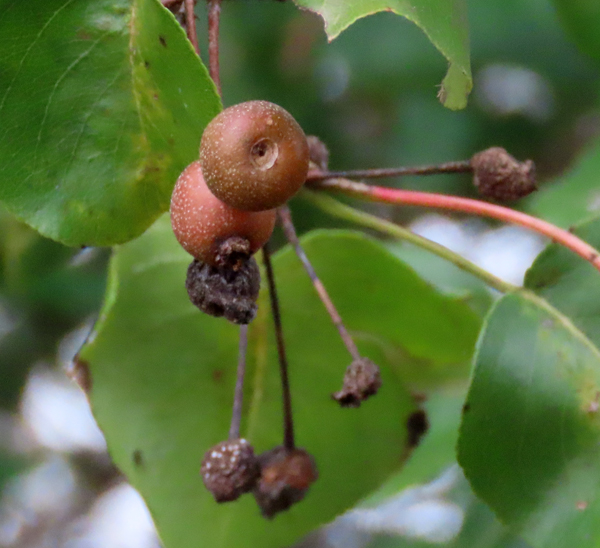 Bradford Pear – Forsyth Audubon Society