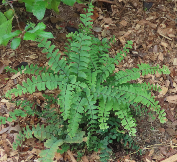 Maidenhair Fern – Forsyth Audubon Society