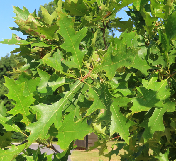 Oaks Quiz – Forsyth Audubon Society