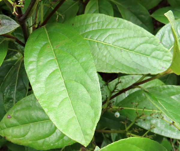 Viburnum Quiz – Forsyth Audubon Society