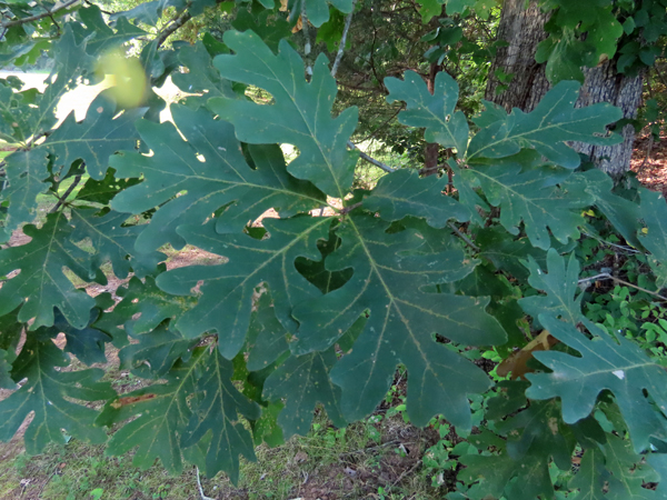 Oak Trees – Forsyth Audubon Society