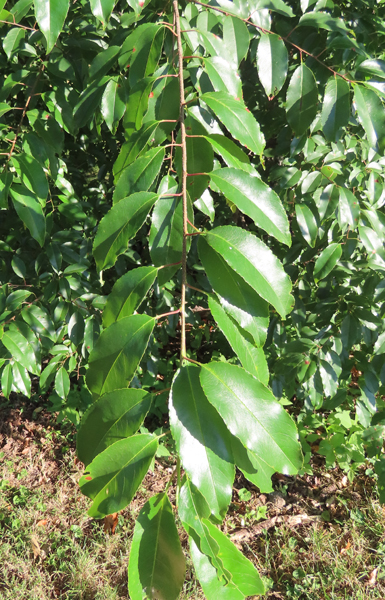 Understory Trees – Forsyth Audubon Society