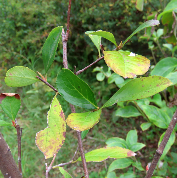 Shrub – Leaves – Forsyth Audubon Society