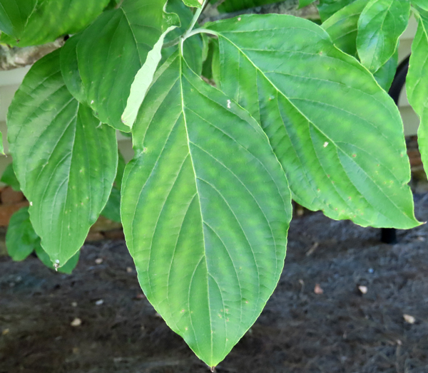 Understory Trees – Forsyth Audubon Society